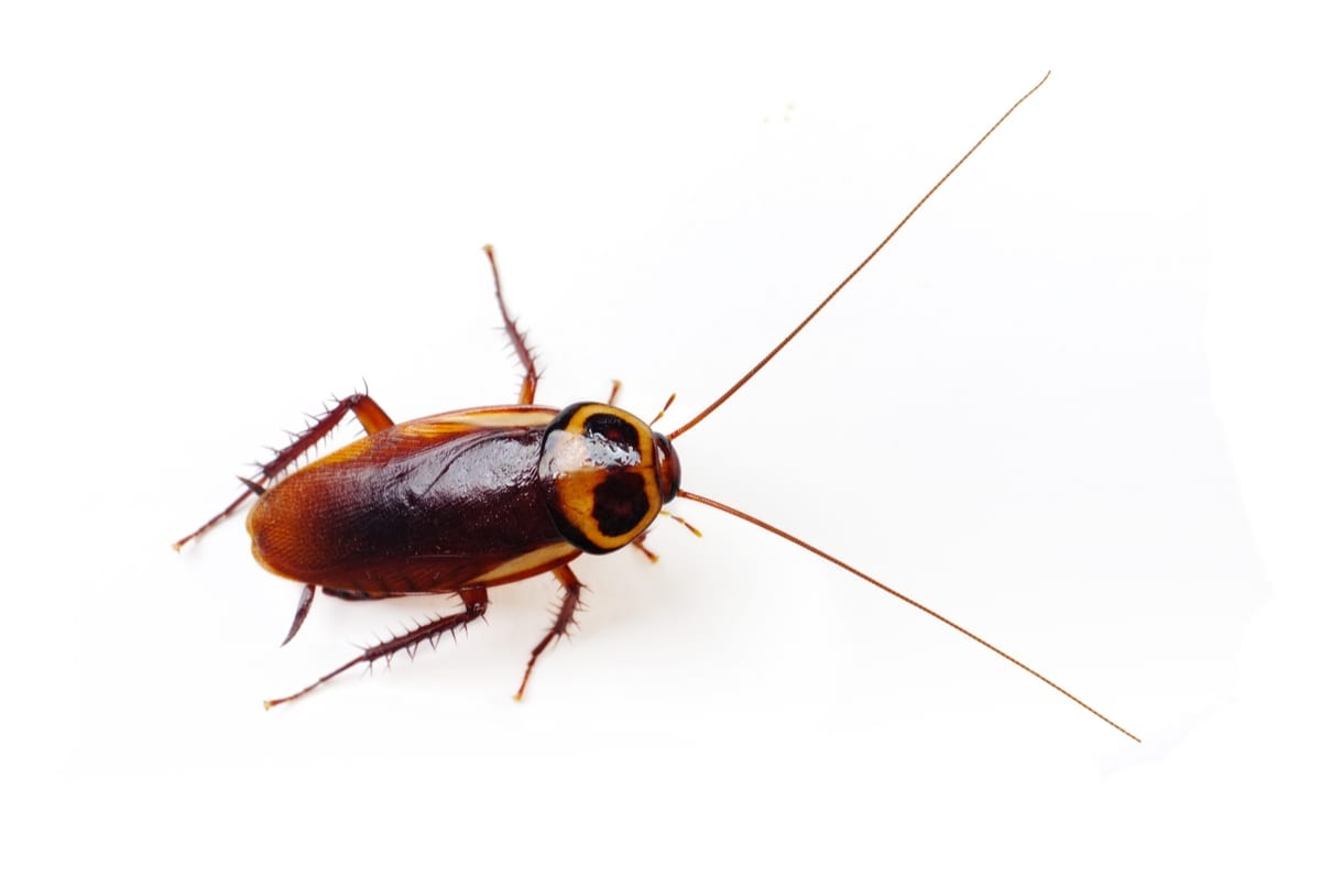 Cockroaches - Advanced Pest Control