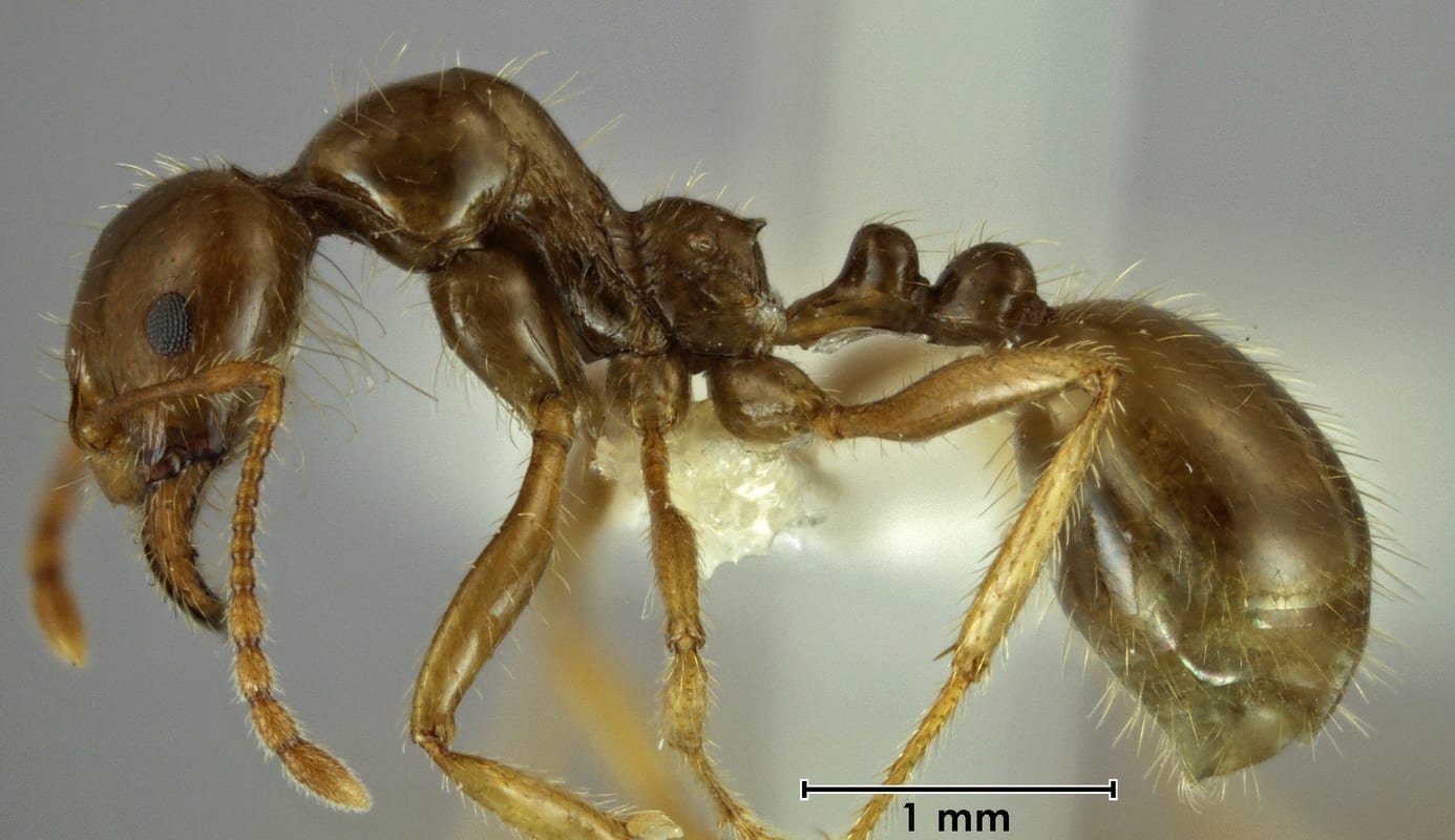 Ants - Advanced Pest Control