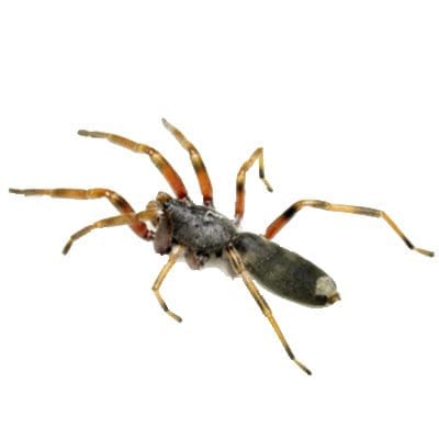 Spiders - Advanced Pest Control