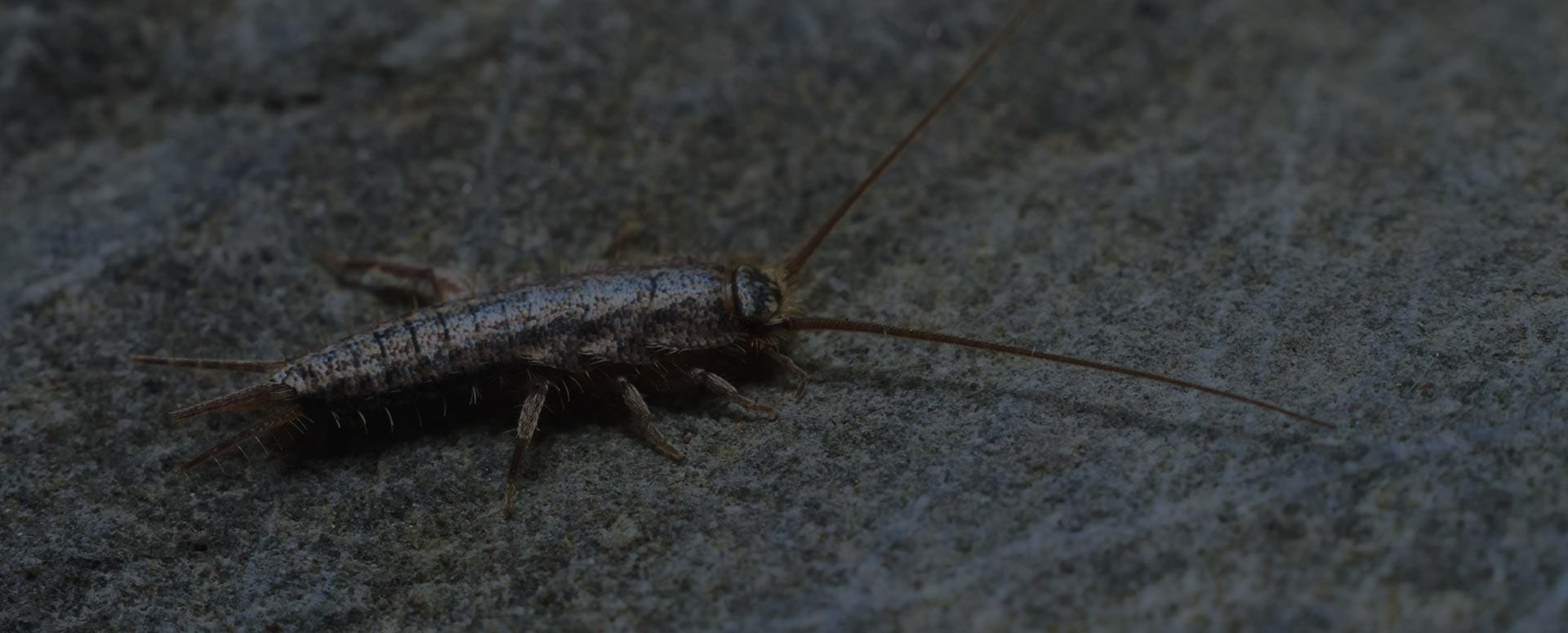 Silverfish - Advanced Pest Control